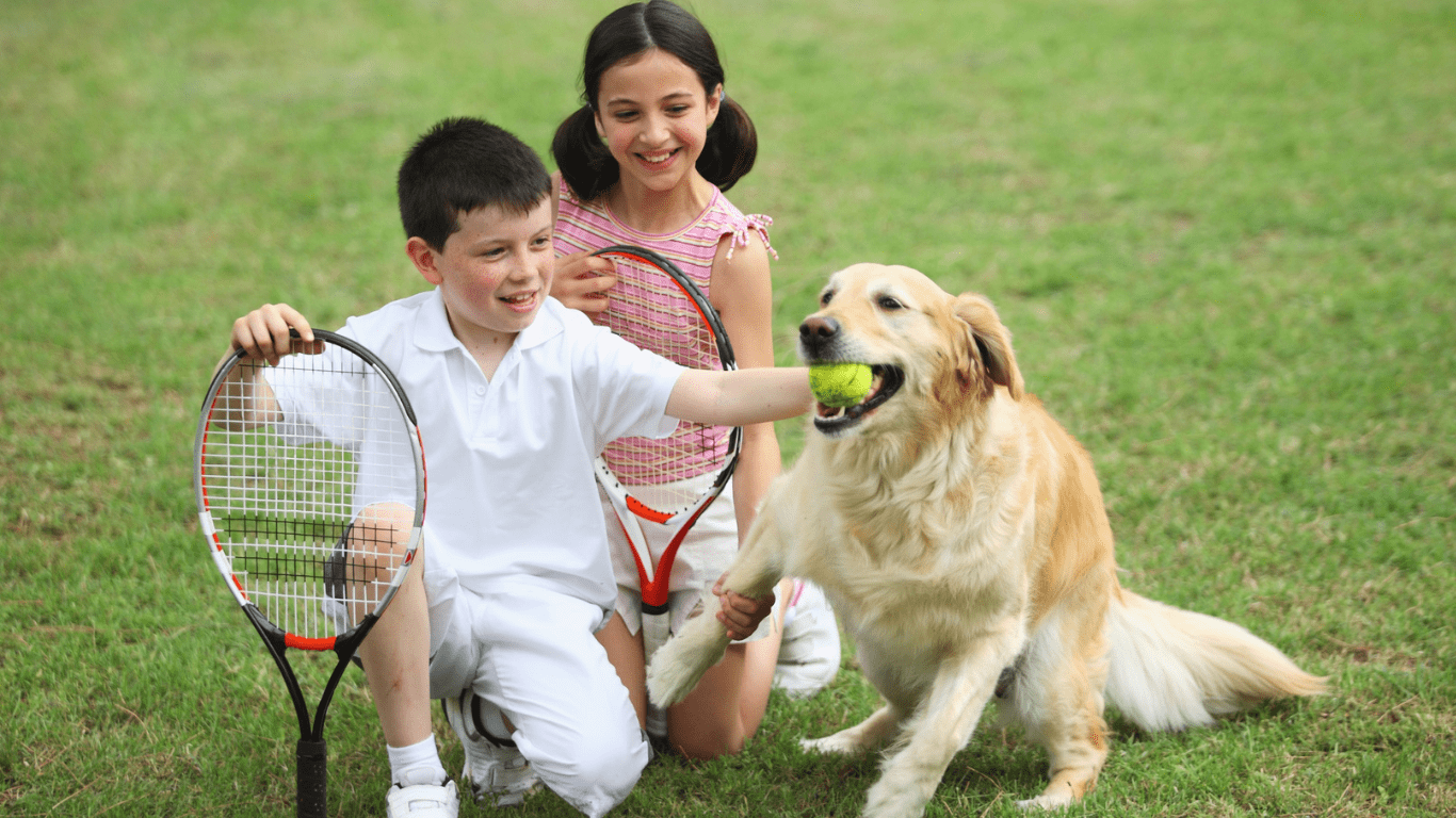 Golden Retriever Insight – Your Trusted Guide to Golden Care