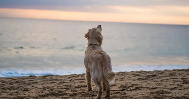 The Golden Retrievers Guide – Everything You Need - 2026